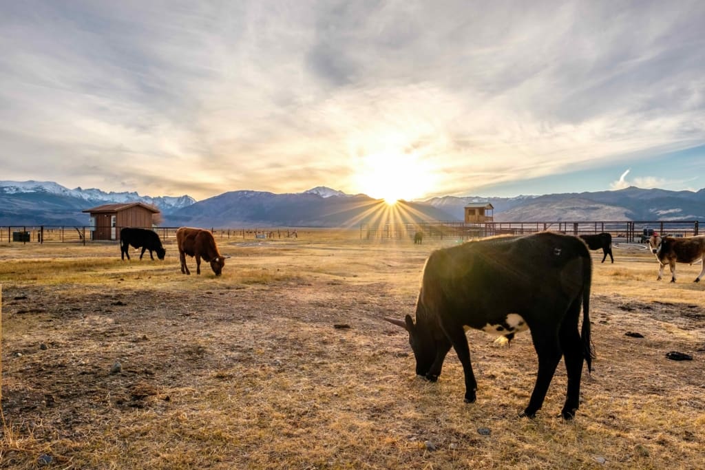 NFU Urges Senate to Strengthen Farm Safety Net Amid Deepening Farm ...